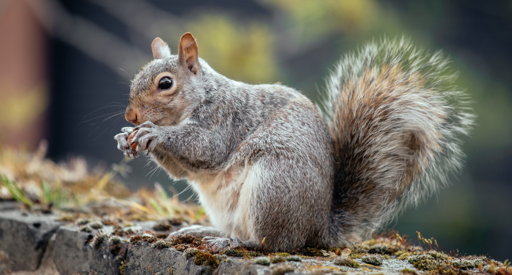 Rodent Control - CF Pest Solutions